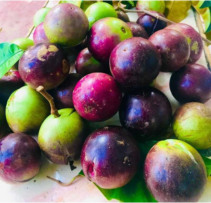 Caimito purple star apple Chrysophyllum Cainito 6 fresh seed milk fruit ...