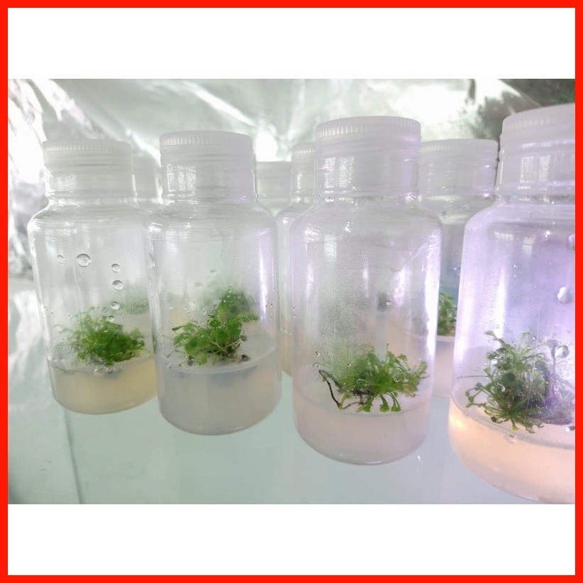 ↗ ∟ Plain Agar Bar Scraps / Gulaman Bar Scraps / Pure Agar for Plant ...