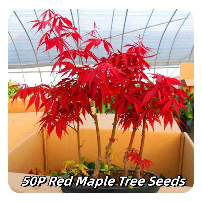 Japanese Red Maple Tree Seeds for Planting Garden bonsai plant Balcony ...