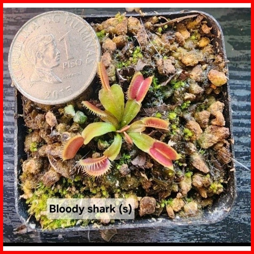 Venus Flytrap Live Carnivorous Plant Insect Eater ( Fly Trap ) | Shopee ...