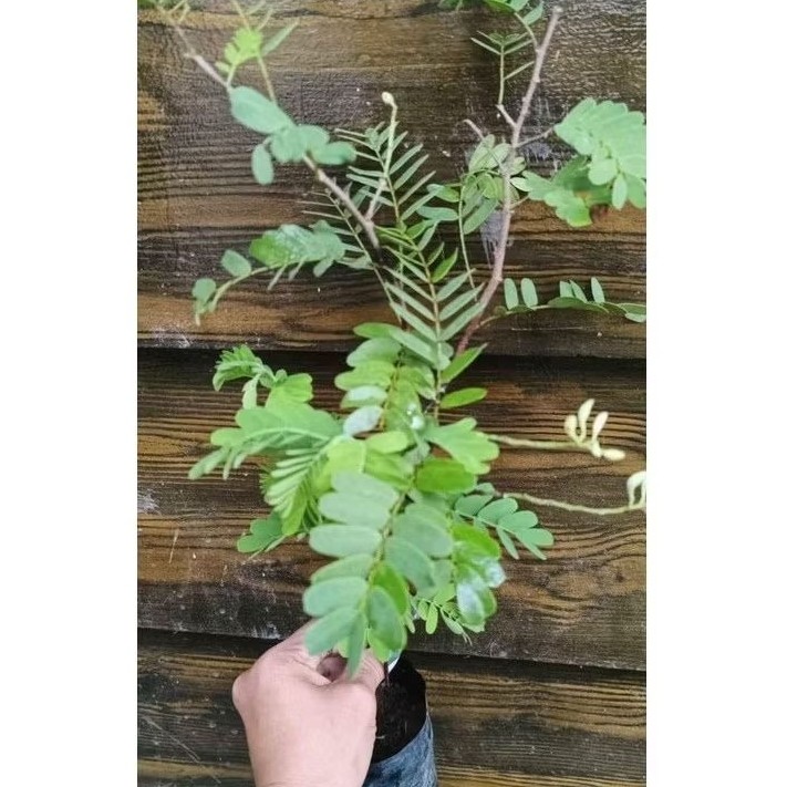 Sampalok Sweet Tamarind Grafted dwarf seedlings | Shopee Philippines