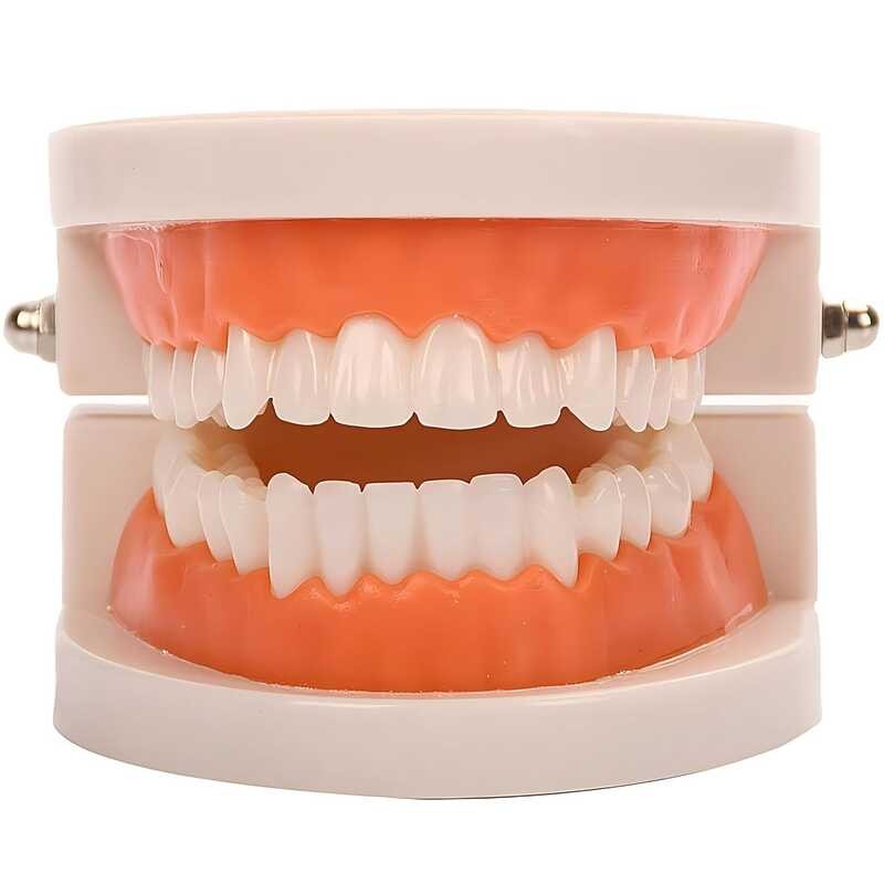 Model Dental Dental Teaching Teeth Model Denture Teeth Model Mold ...