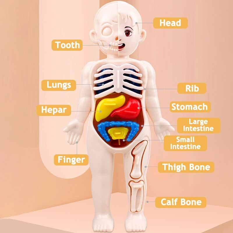 3D Human Anatomy Model Children's Montessori And Education Organs Toys ...