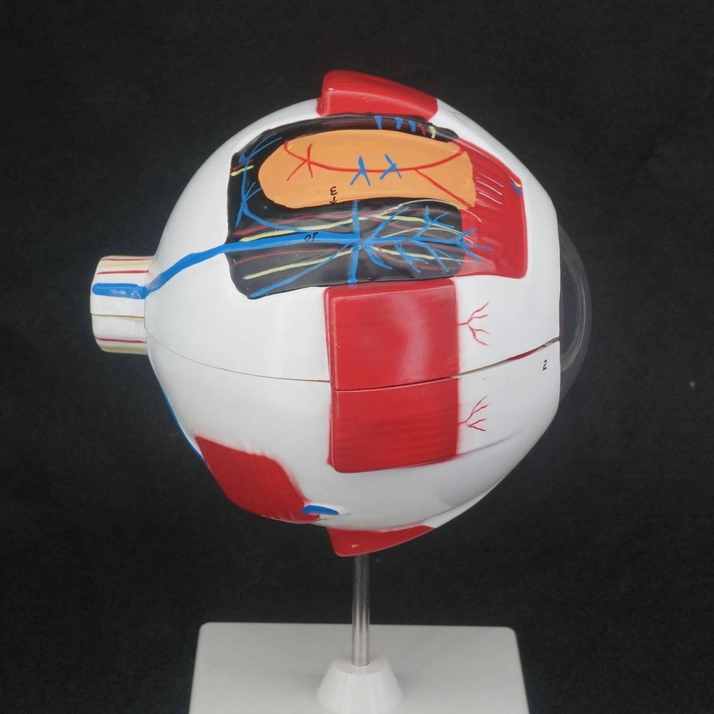 6X Life Size Human Eye Ball Anatomical Model Training Medical Kit ...