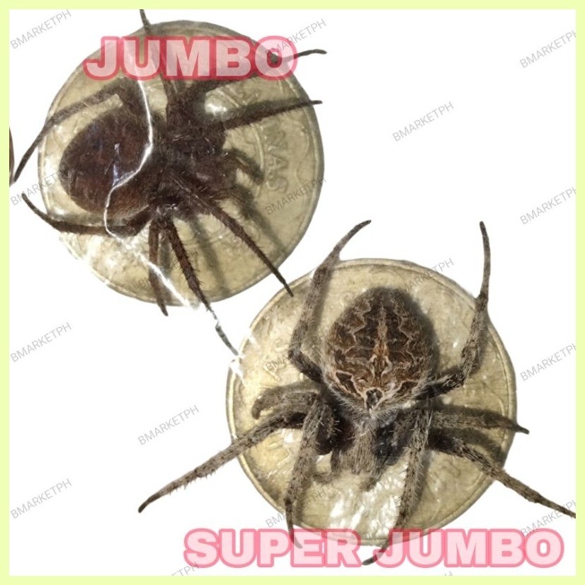 ☀ ♔ GAGAMBA Pang Derby FREE Cage Jumbo / Super Jumbo / Giant | Shopee ...