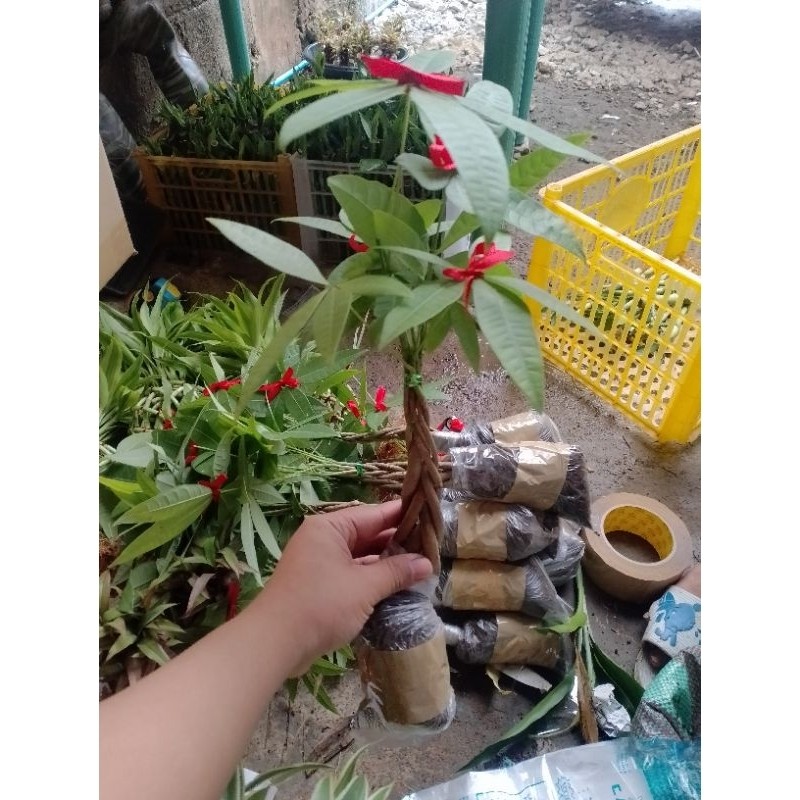 BRAIDED MONEYTREE (STABLISHED) | Shopee Philippines
