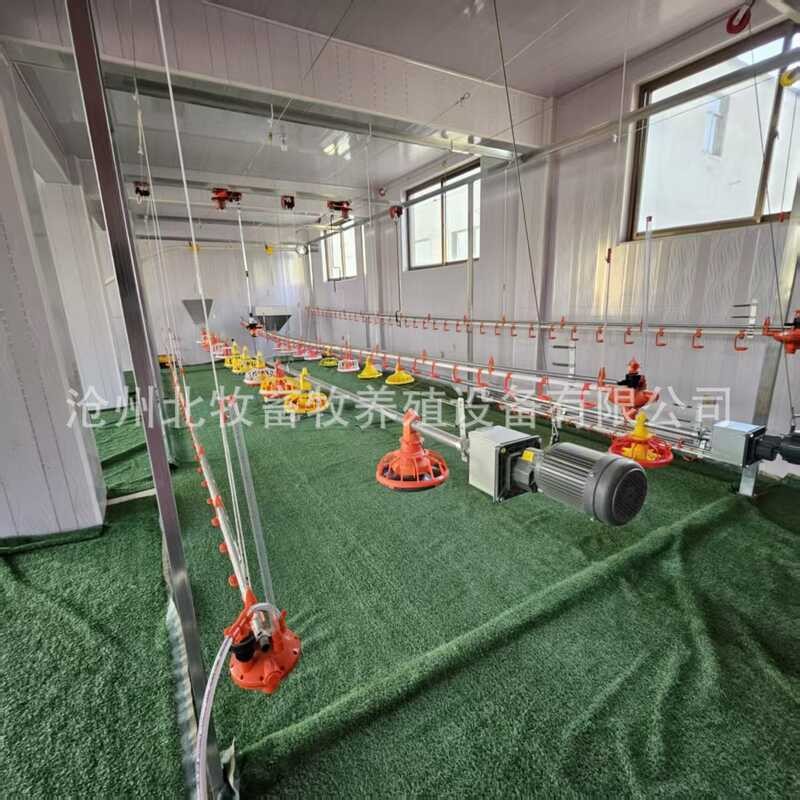 Fully Automatic Chicken Feeding Line Chicken Duck Goose Flat Breeding ...