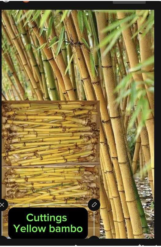 Cuttings Yellow COD Bamboo Tree sa labas | Shopee Philippines
