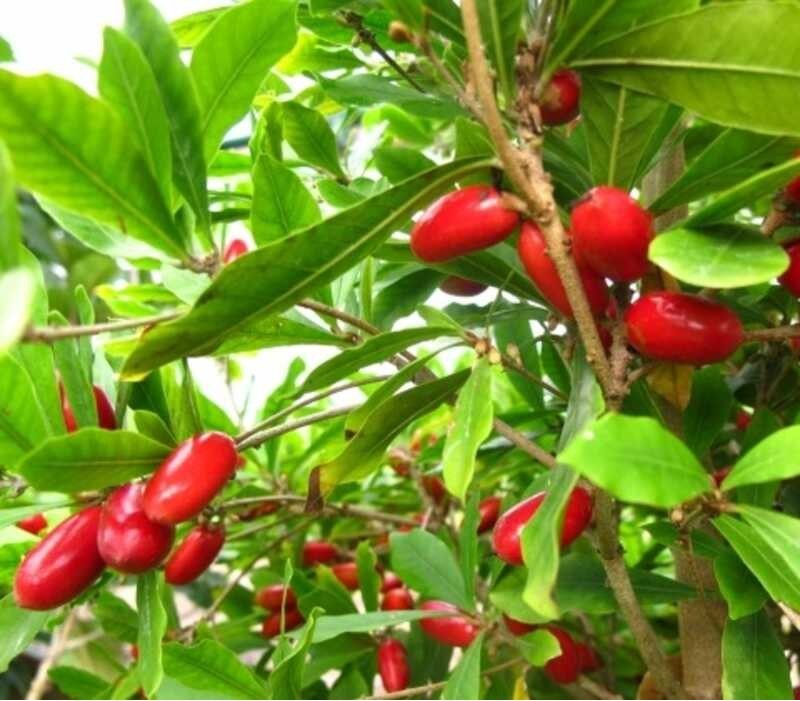 MIRACLE FRUIT SA "BERRIES" (Magic Fruit) | Shopee Philippines