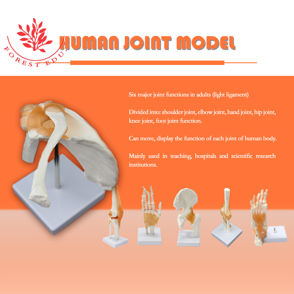 Anatomical Joint Model Include Ligament Plastic Bone Of Knee Hand Foot ...