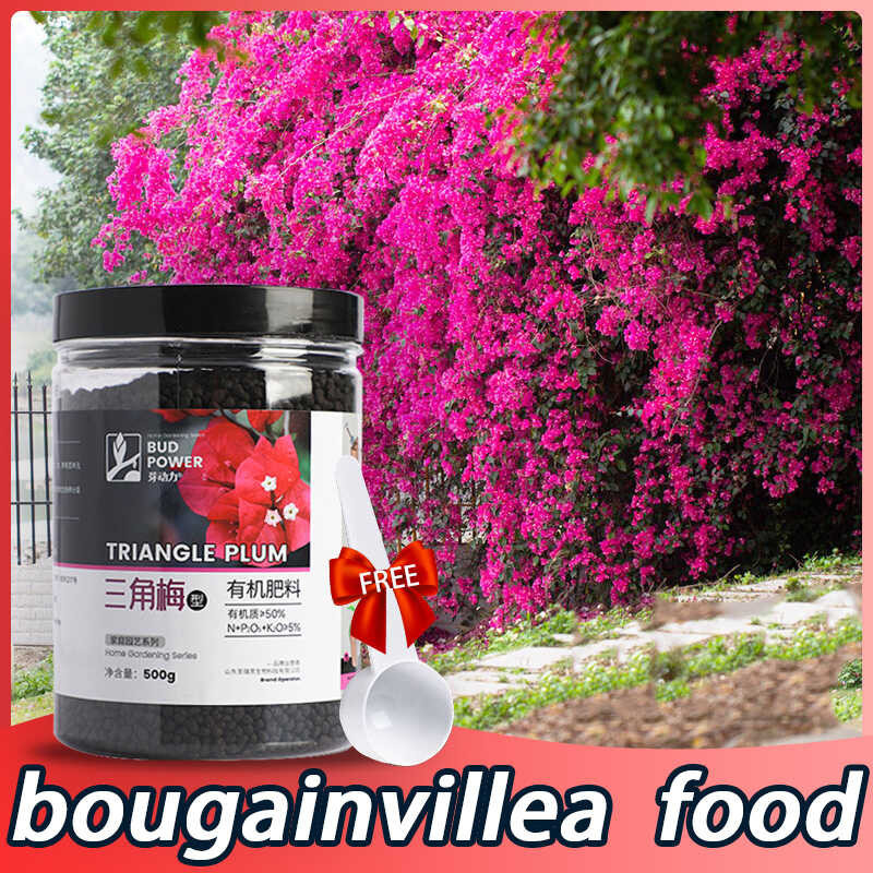 and Lush flowers leaves, efficient absorption Bougainvillea organic ...