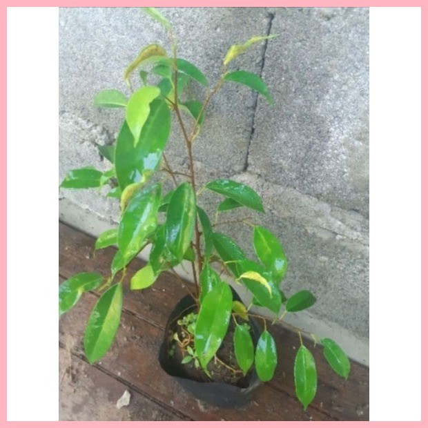 ¤ Varigated Ficus o Balete Plant for Landscaping buhay na 100% (Legit ...