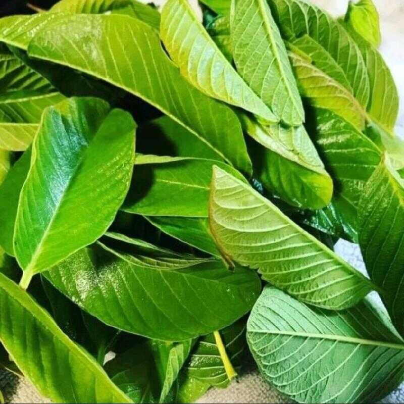 Dried Guava Leaves(Bayabas)120 Leaves Organic Vitamin Healthcare Edible ...