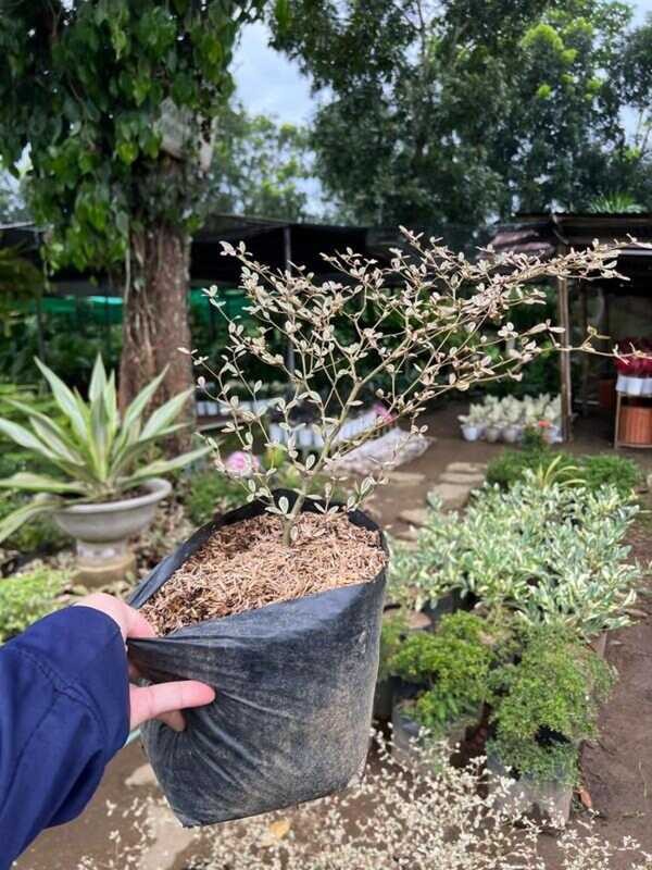 african talisay plants - Best Prices and Online Promos - May 2026 ...
