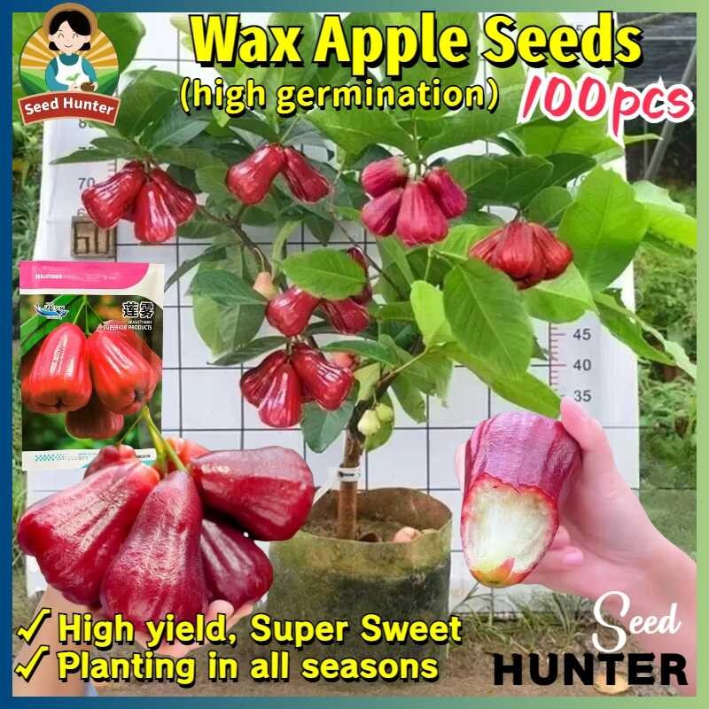 High Yield Fresh Red For Planting (100 Seed) Makopa Wax Plant Tropical ...