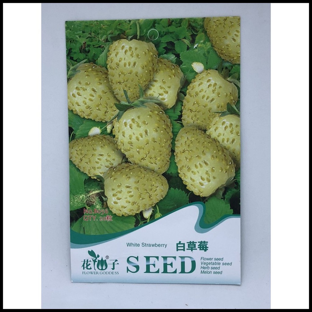 Strawberry seeds (repacked approx 900 seeds) | Shopee Philippines