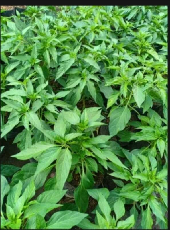 Siling Labuyo - libreng palayok at puting pebbles | Shopee Philippines