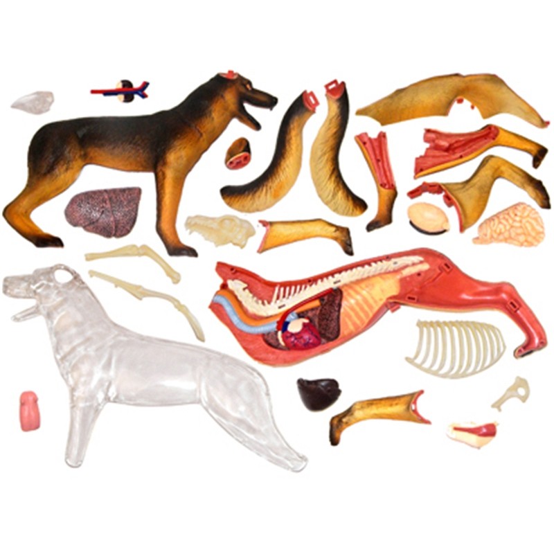 Animal Organ Anatomy Model 4D Dog Intelligence Assembling Toy Teaching ...