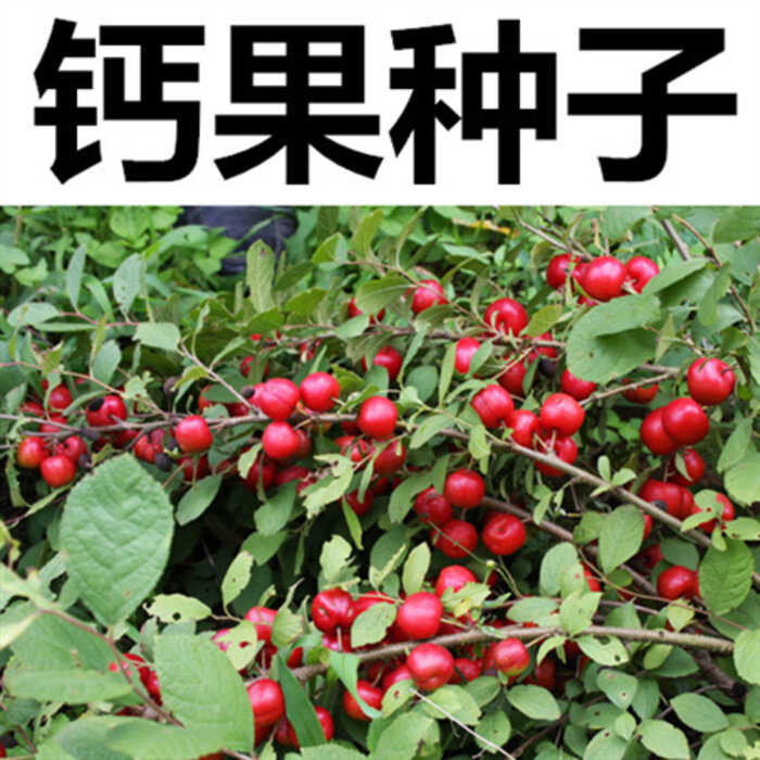 2025 Mga bagong pinunan na fruit, tree, bituin fruit calcium supplement ...