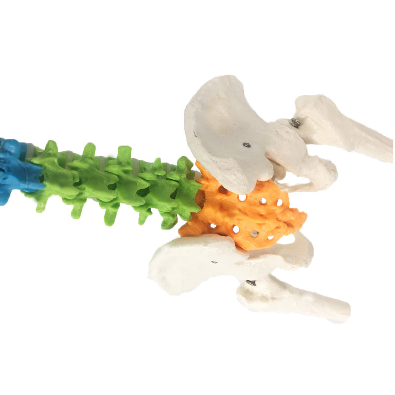45Cm Color Human Spine With Peis, Femur And Coccyx Spine, Skeleton ...