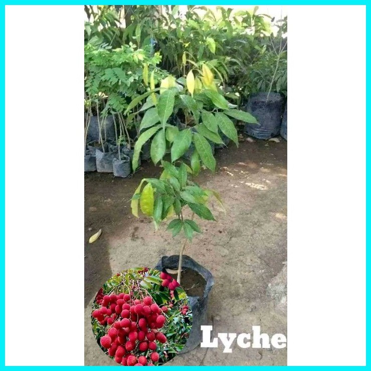 Marang/Guapple/Red Guava fruit/Lychee/Lanzones | Shopee Philippines