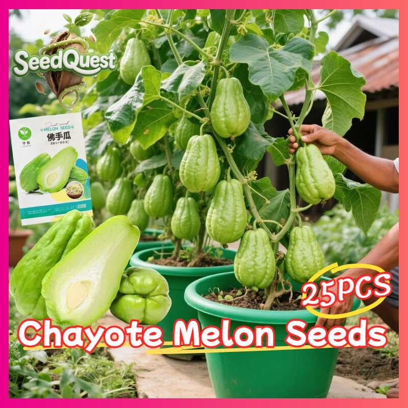 100% Original 25Pcs Fresh Chayote Seeds For Planting Vegetables Plants ...