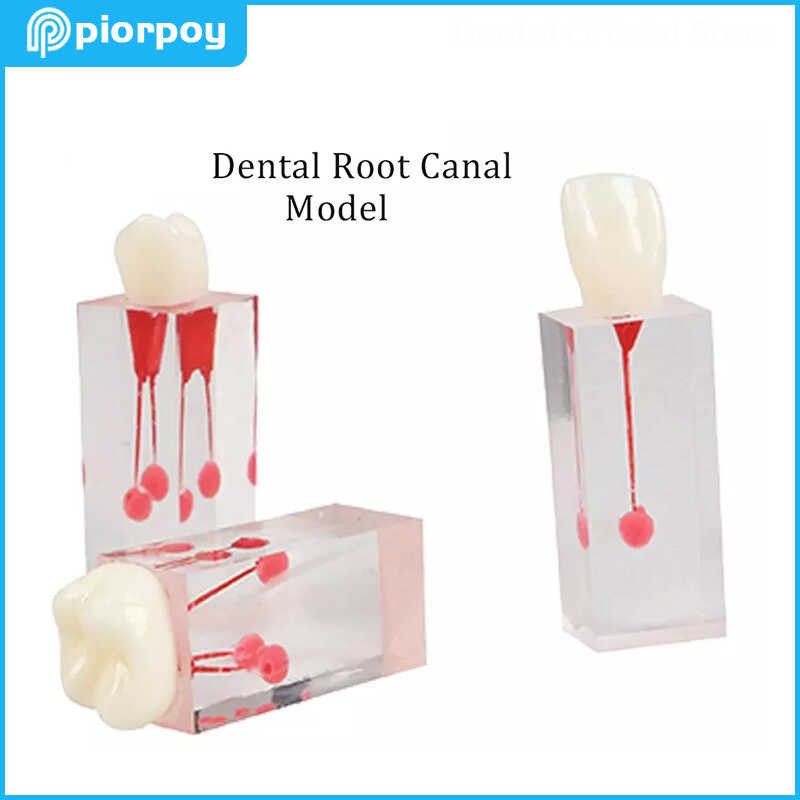 Dental Enntic Tooth Root Canal Study Rotary Files RCT Practice Blocks ...