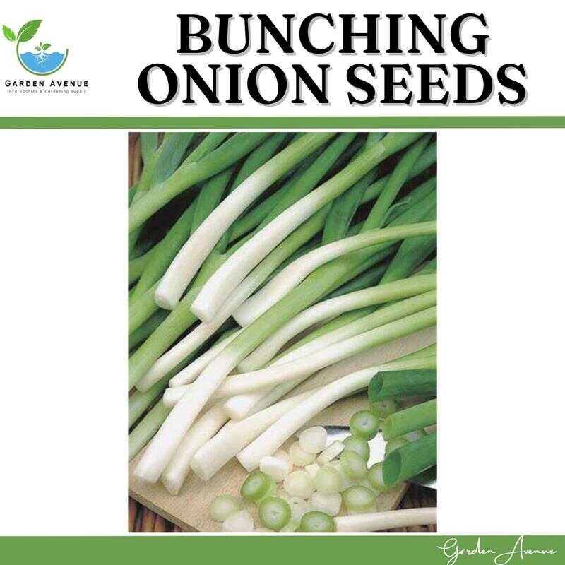 BUNCHING ONION Seeds/Dahon NG SIBUYAS JACKOU Variety/Easy TO Grow ...