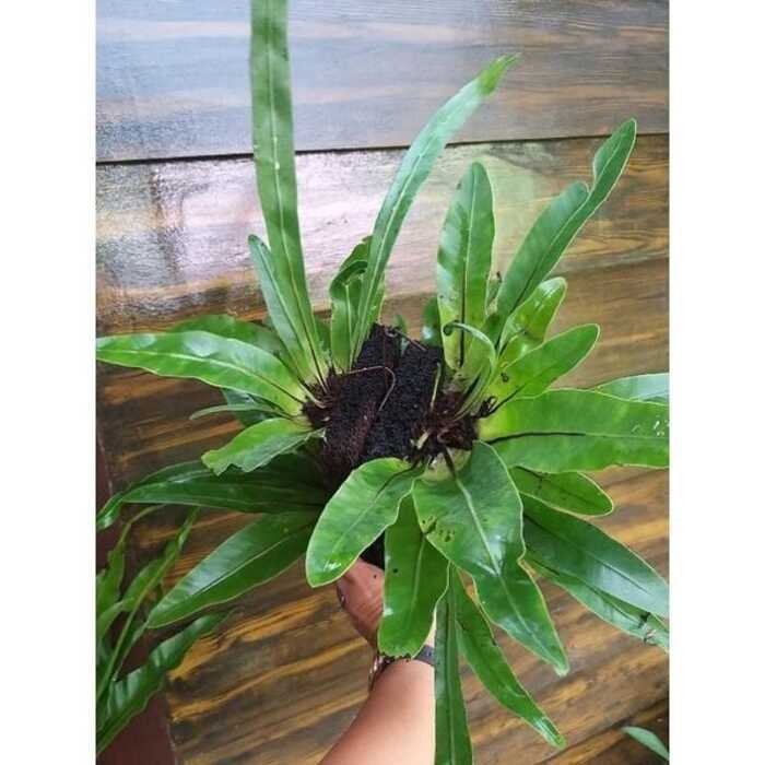 Bird's Nest/Pakpak Lawin Fern Seedlings - Perfect For Home Gardens 748 ...