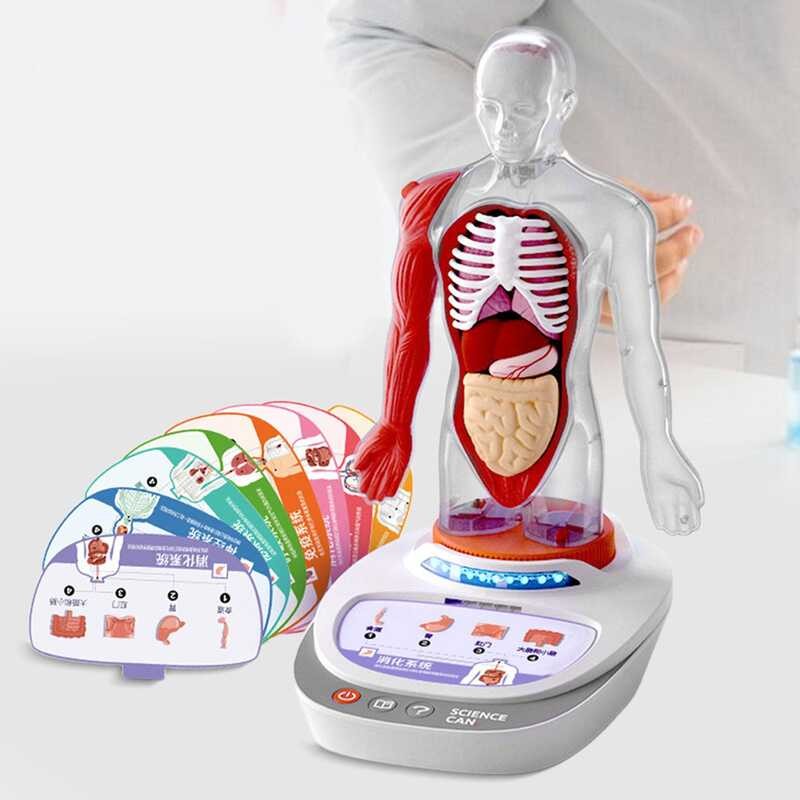 1 Human Model Play Set 3D Puzzle Toys Teaching Props Body Parts Organs ...