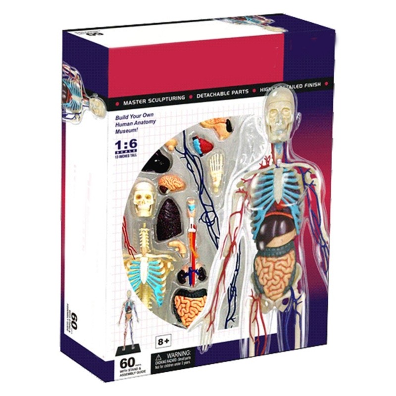 Human Anatomy Model with Removable Organs and Body Parts for Medical ...