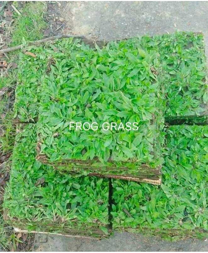 Frog Grass COD Live Plant(1 paa parisukat) Best for Landscaping ...