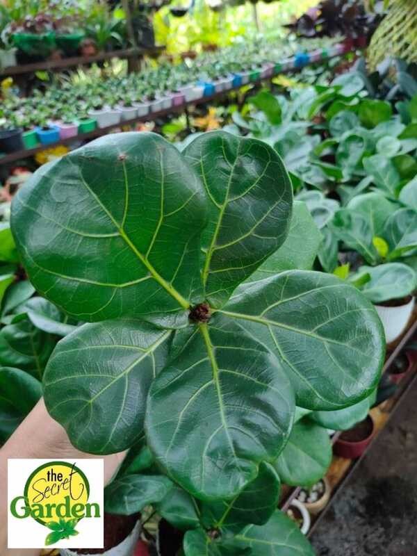 Fiddle Leaf Fig Tree Bambino may FREE plastic pot, pebbles hardin lupa ...