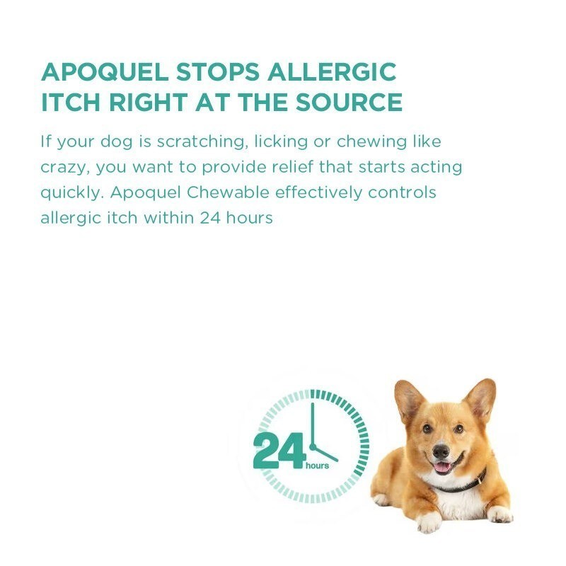 Apoquel Anti-Itch Tablets for Dog Allergy Dermatitis Relief Stops ...