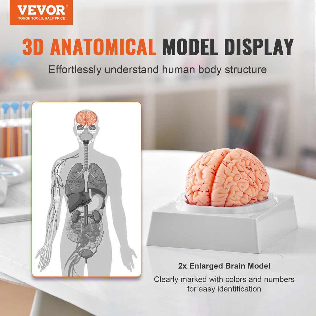 VEVOR Detachable Human Brain Model Anatomy With Labels And Base For ...