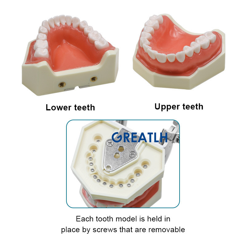 Teeth For Student Nurse Learning Adult Model Dental Lab Instrument ...