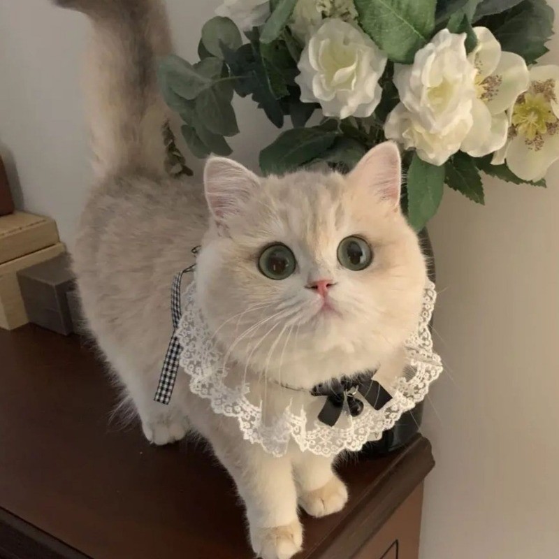 【DoDo】Lace Bowknot Pearl Collar Cat Dog Neckerchief Pet Cats Kitten Dog ...