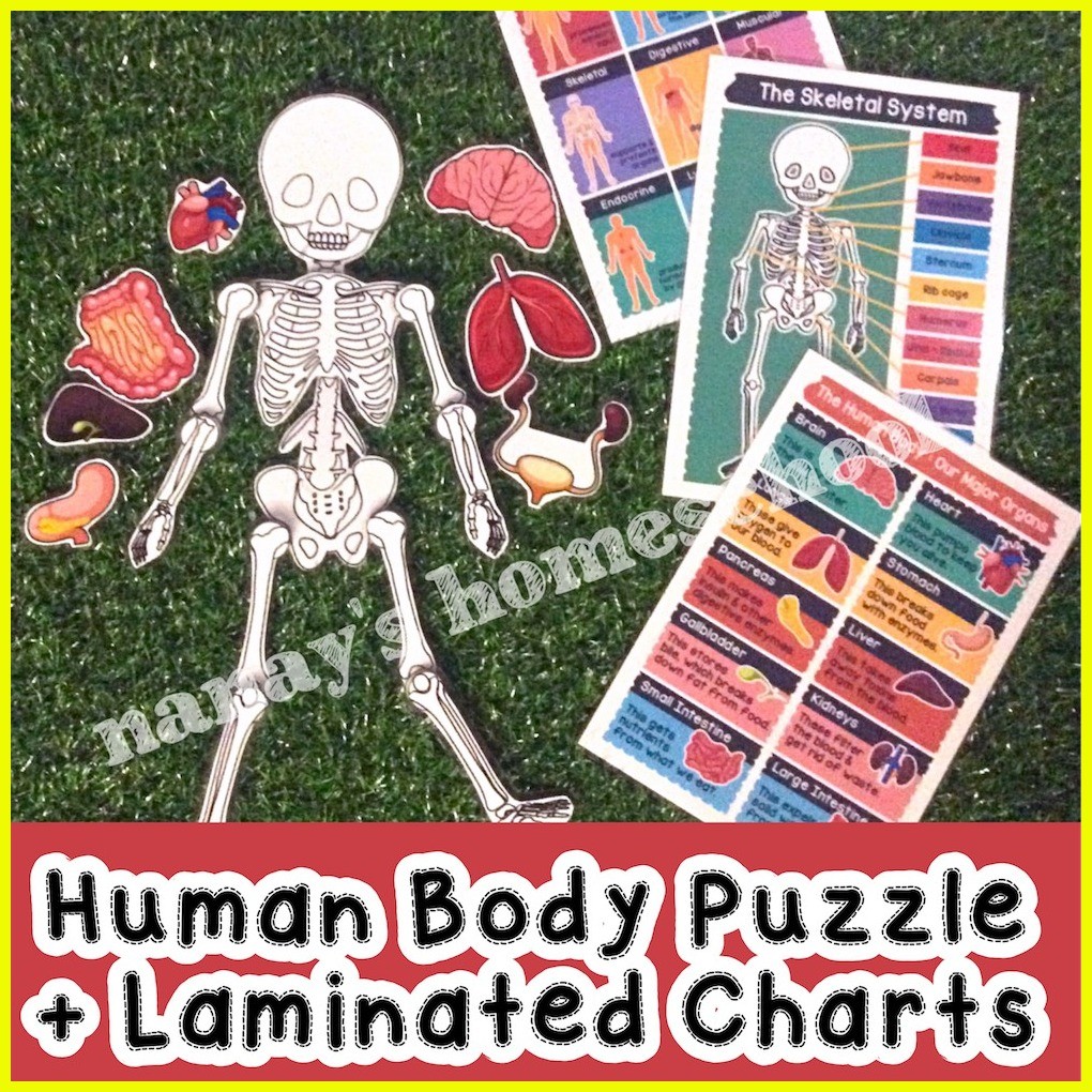 The Human Body Anatomy Puzzle - Skeleton , Major Organs , Human Body ...