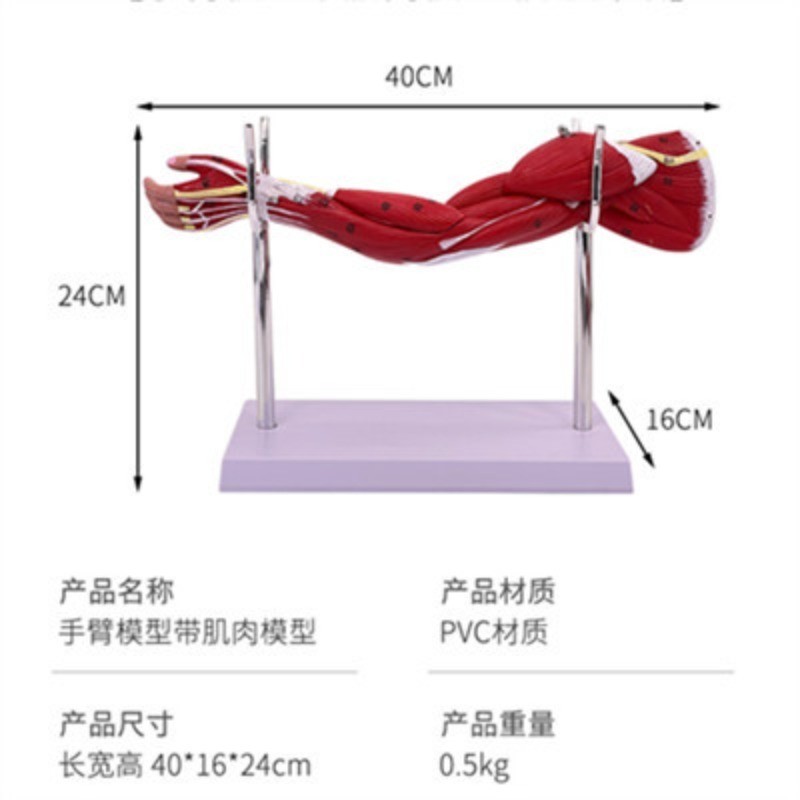 Human Structure Lower Limb Legs Upper-Limb Arm Muscle Anatomy Vascular ...