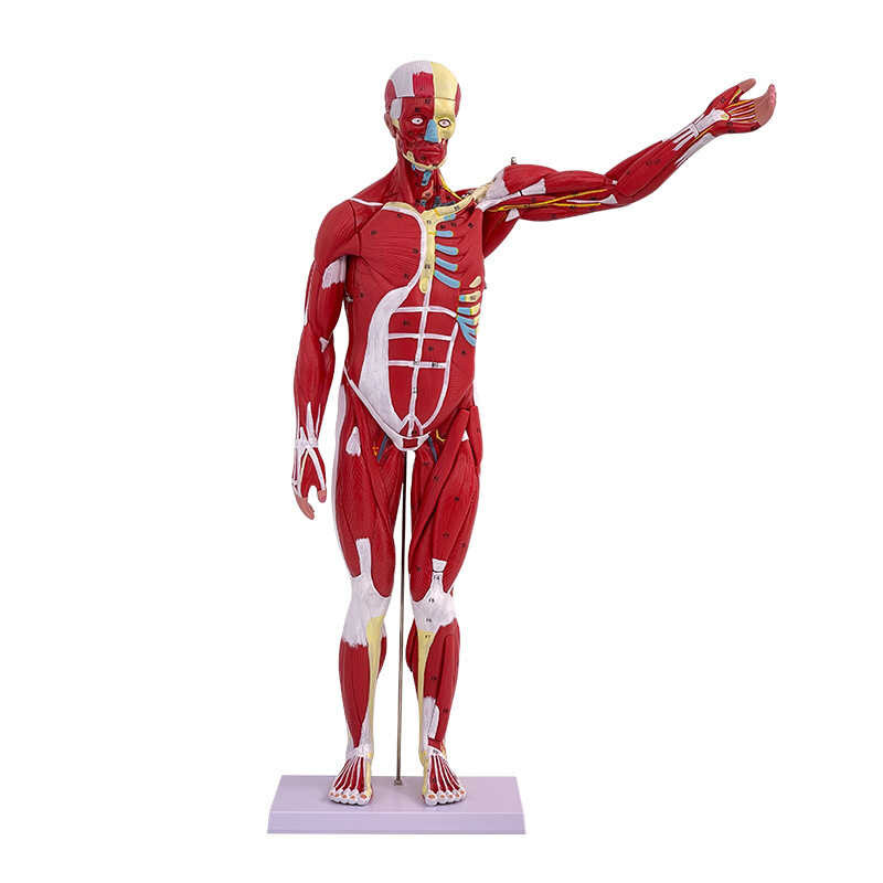 80cm Human Full Body Muscle Model Muscle Anatomy Human Muscle Structure ...