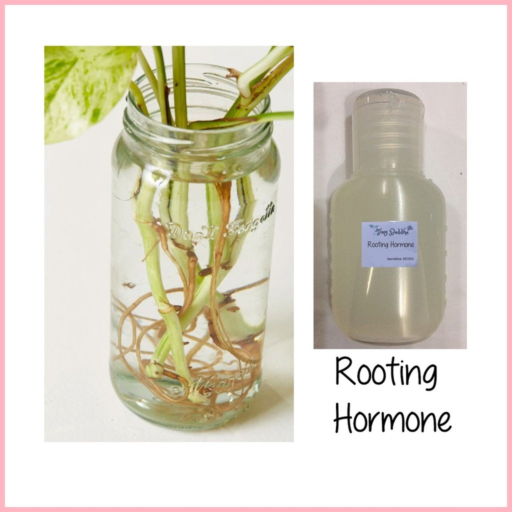 ⭐ liquid potion fast rooting hormone for faster root growth plants 30ml ...