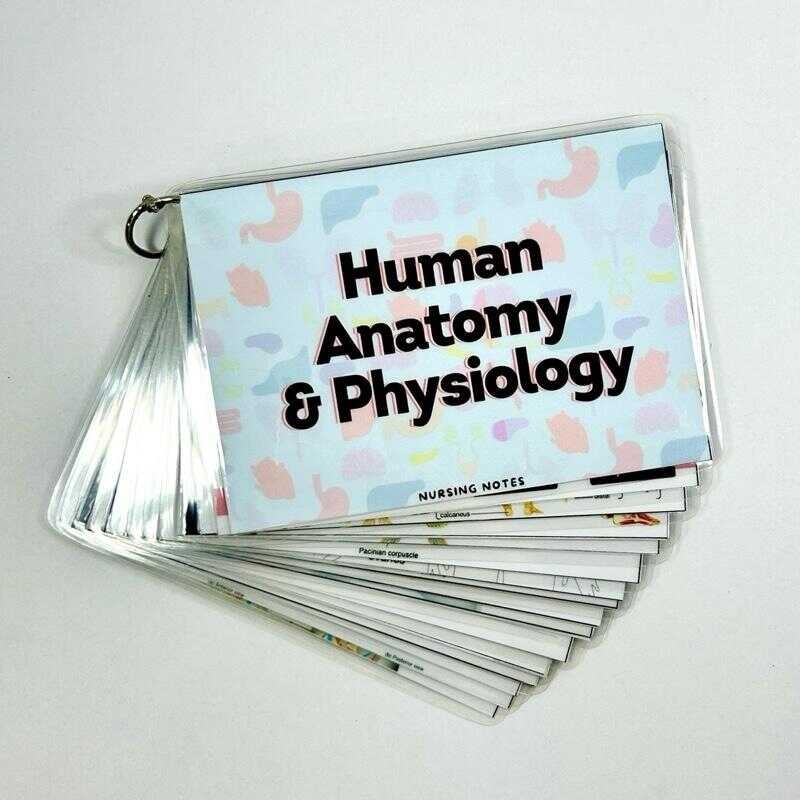 Anatomy And Physiology Flashcard By NURSING NOTES Nvg A8b 3 42A ...