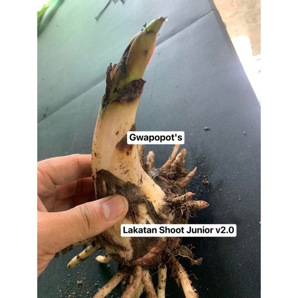 Davao / Orange Pulp Bulb | Shopee Philippines