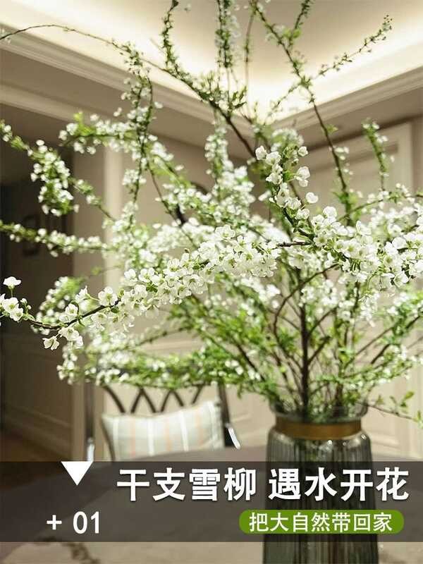 Snow Willow Fresh Branches And Green Plants Indoor Potted Bloom When ...