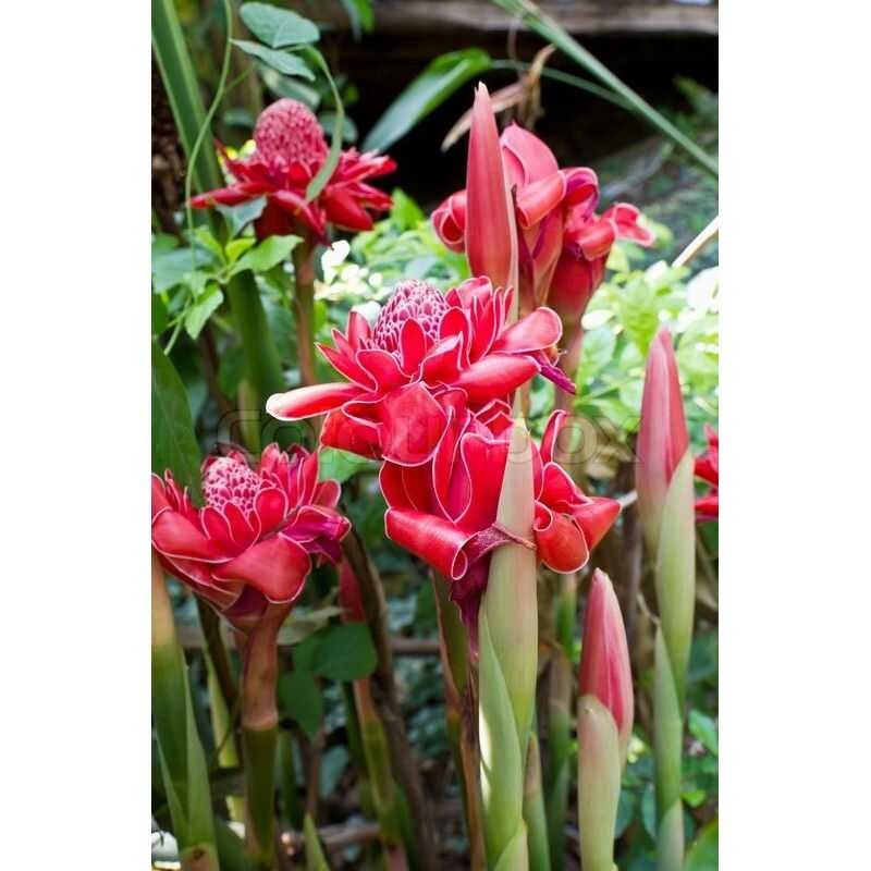 Etlinger Elatior Red Torch Ginger Porcelain Rose Flower Seeds Exotic ...