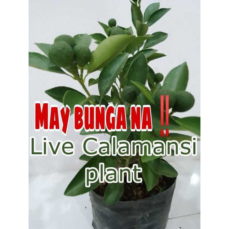 CALAMANSI Live Plant(May Bunga Na Po) Small Size Grafted Calamansi ...