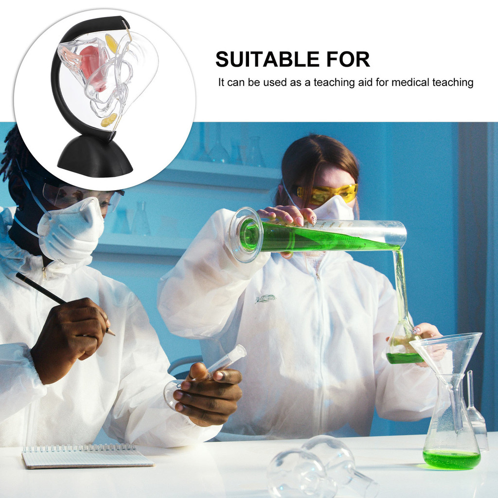 Transparent Uterus Model Women Organ Structure Human Anatomical Models ...