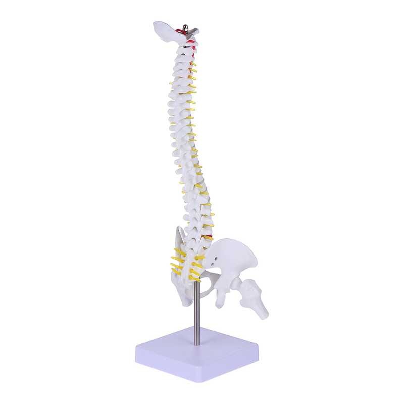 Spine Doctor Model Human Body Tailbone Anatomy Pvc Medical Training ...
