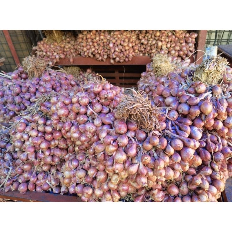 native onion sibuyas 1 kg organic and free from chemicals (more ...