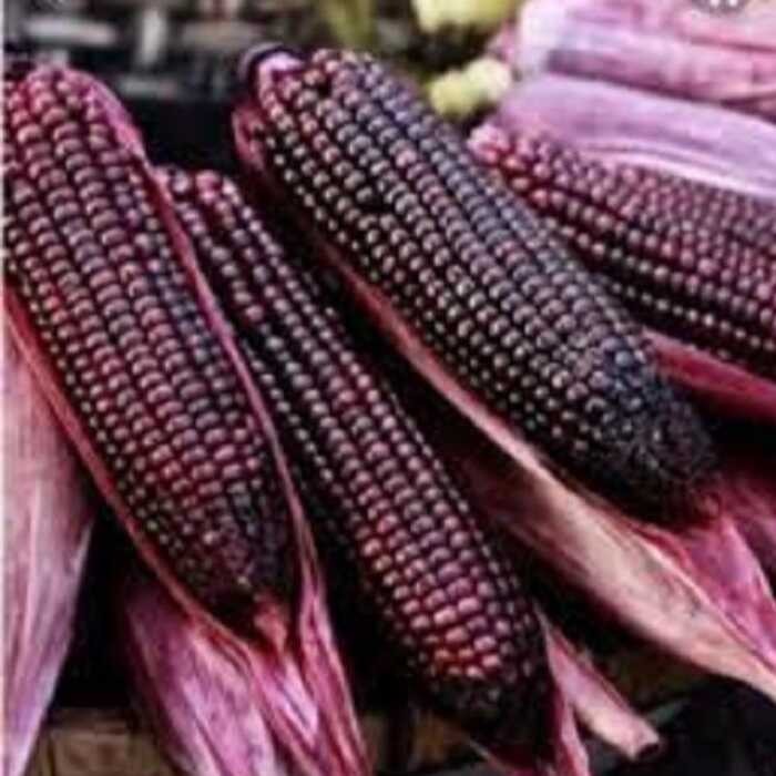MAIS Seed`S DARK PURPLE F1 Pack Of 25 4D7 | Shopee Philippines